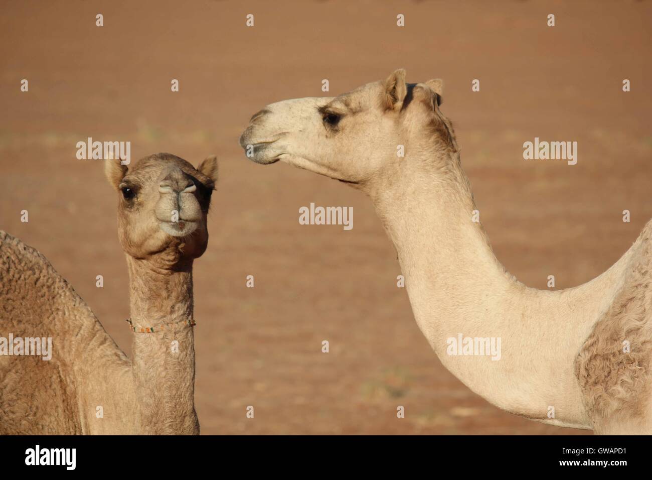 Camels in Love. A Kiss in the desert between two camels, in the Wahiba ...