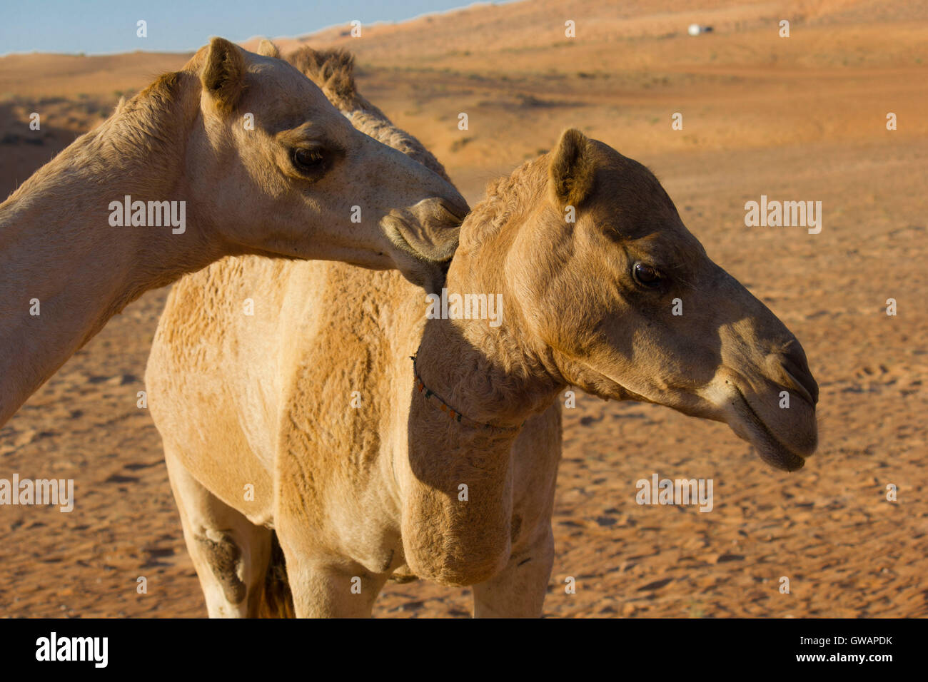 Kissing camels hi-res stock photography and images - Alamy