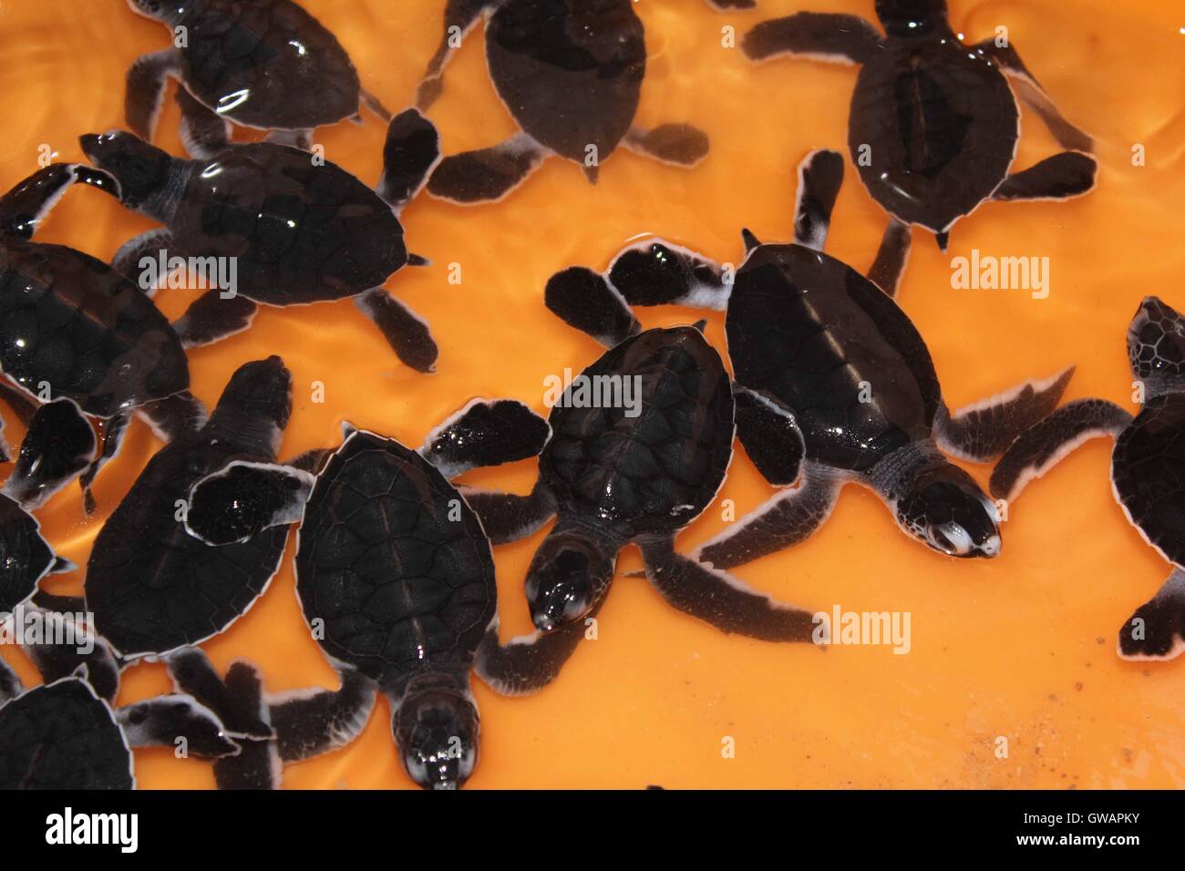 Newborn turtles. Turtles just born in Oman Stock Photo - Alamy