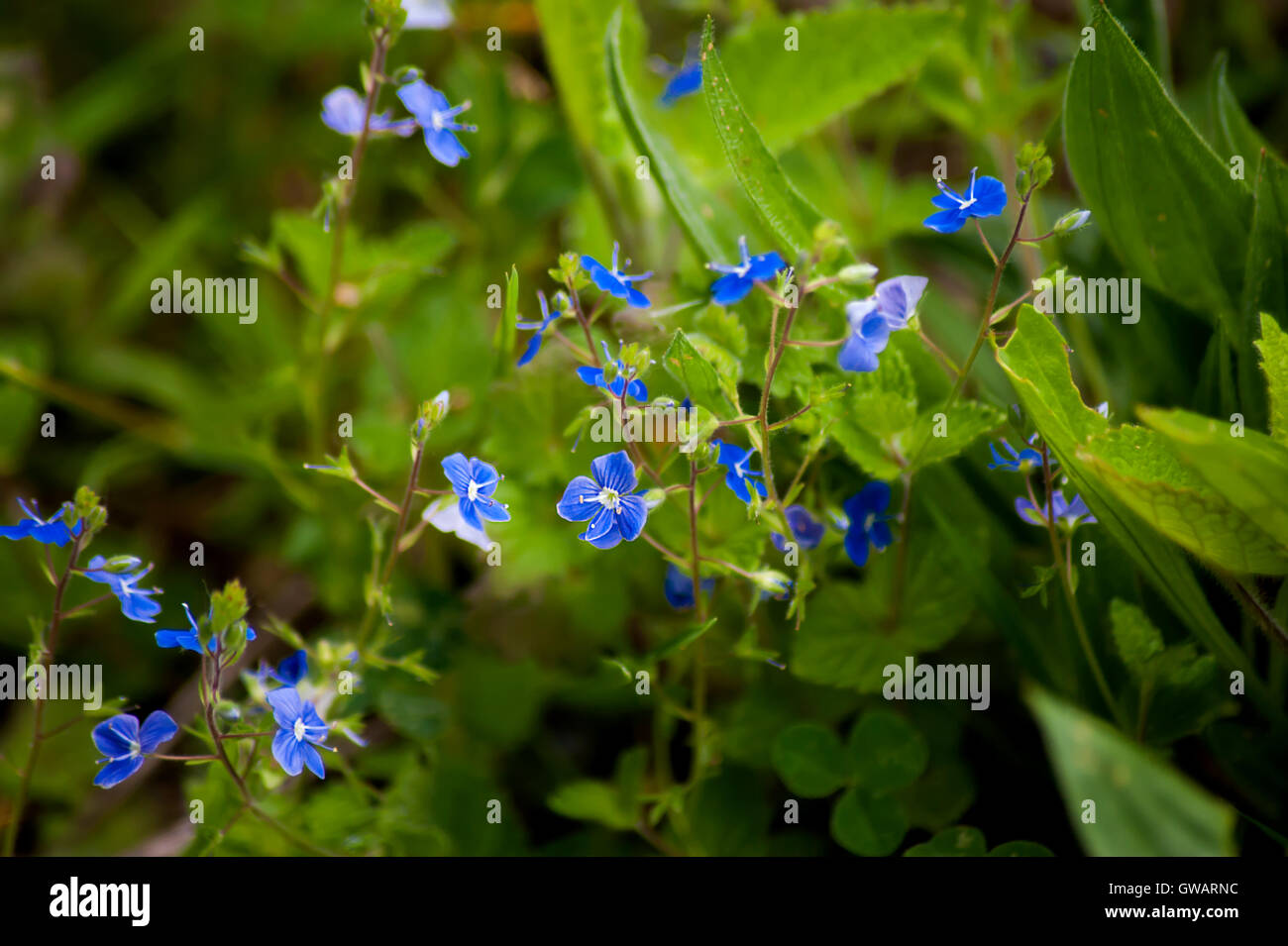 Blue wildflowers hi-res stock photography and images - Alamy