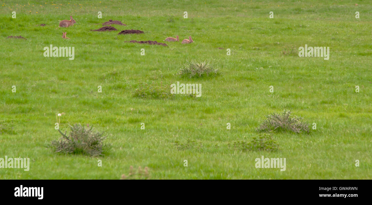 Hare and leveret Stock Photo - Alamy