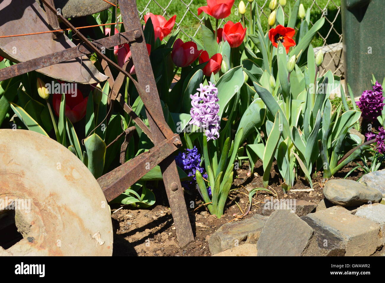 A bee seeking pollen on springtime flowers Stock Photo - Alamy