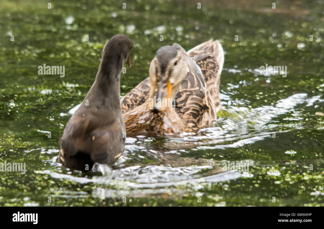 Moorhen's, Duck's and reflections at the town center nature and ...