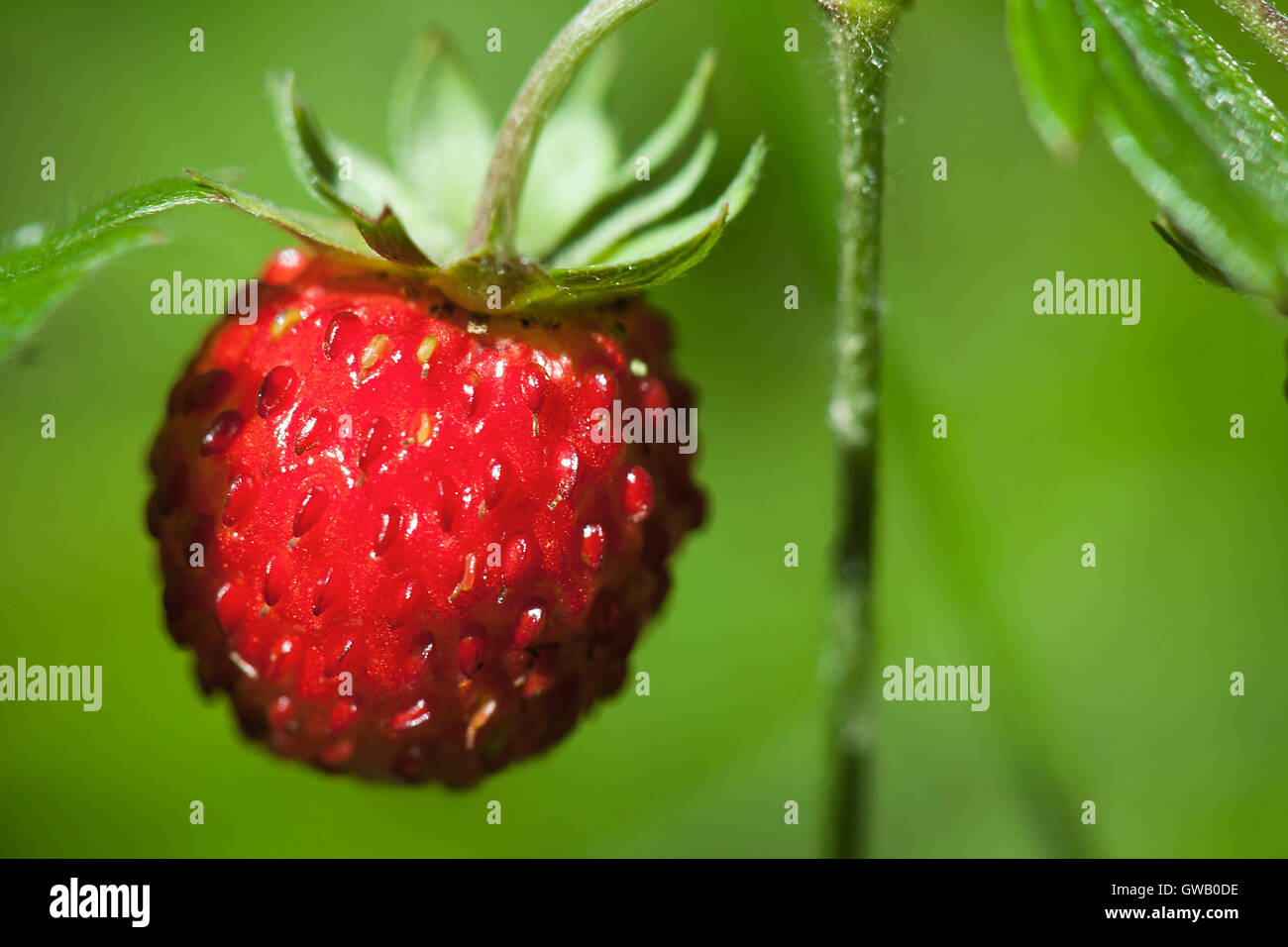 Nature environmental image: wild red strawberry berry close up which ...
