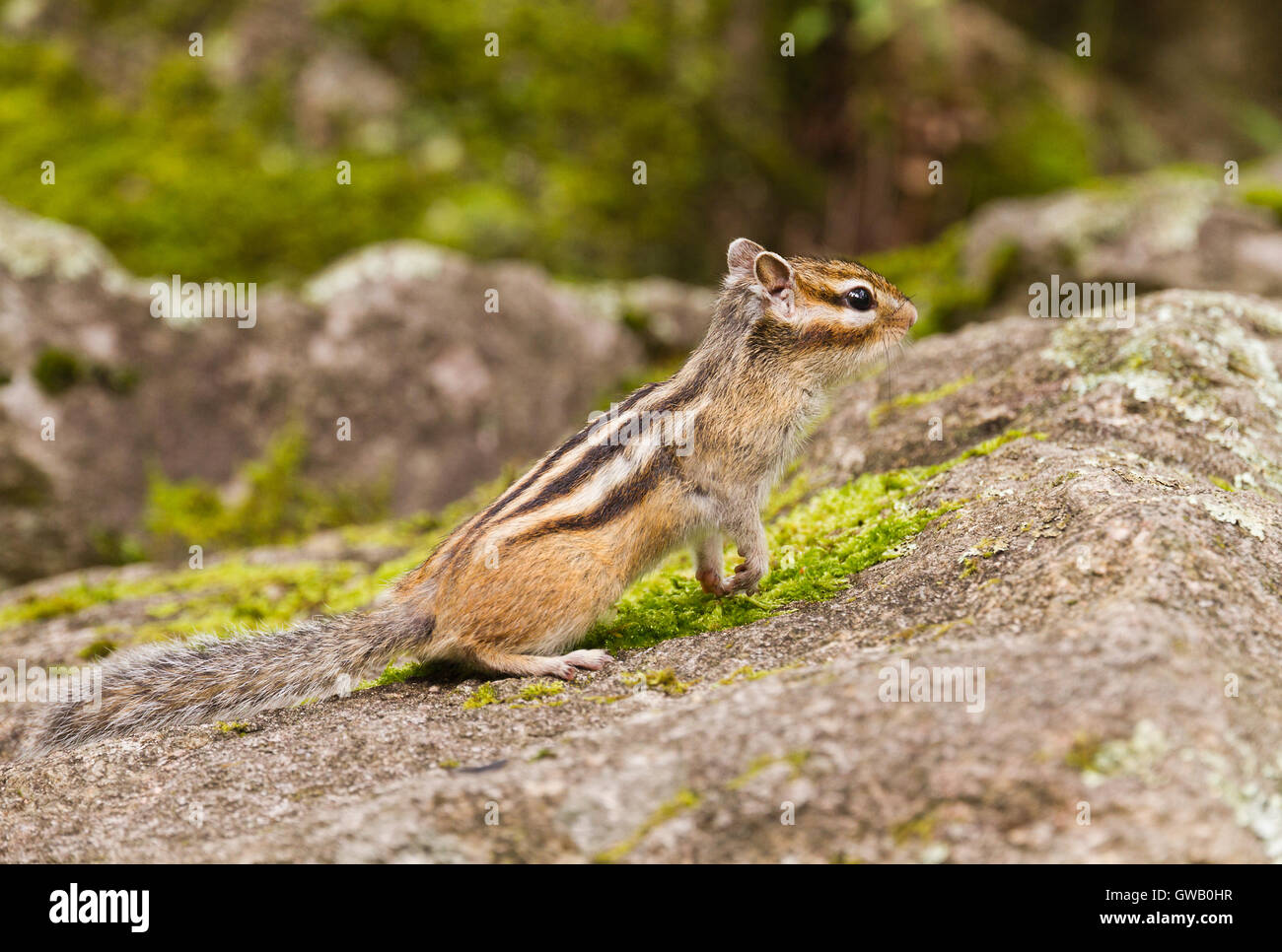 Chipmunk (Tamias Sibiricus) in the wildlife staying on the stone on its ...