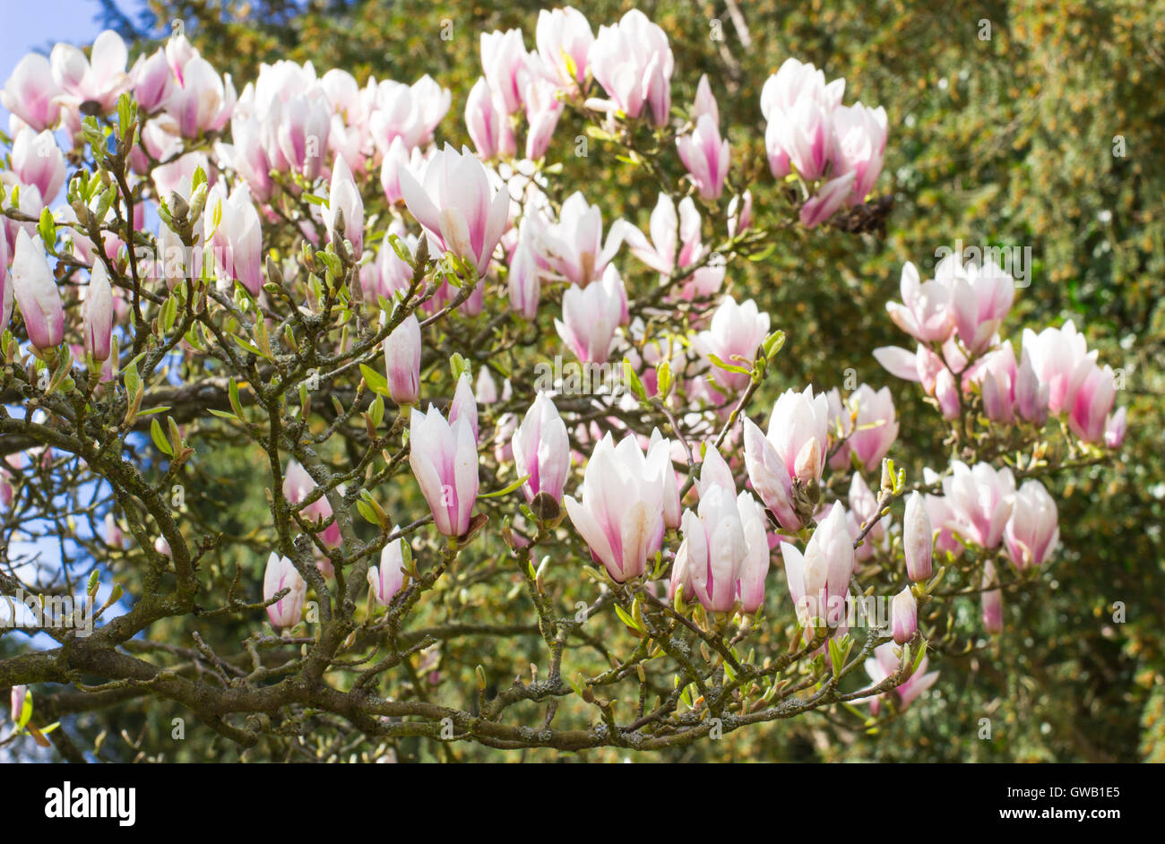 Blooming colorful magnolia flowers in sunny garden or park, springtime ...