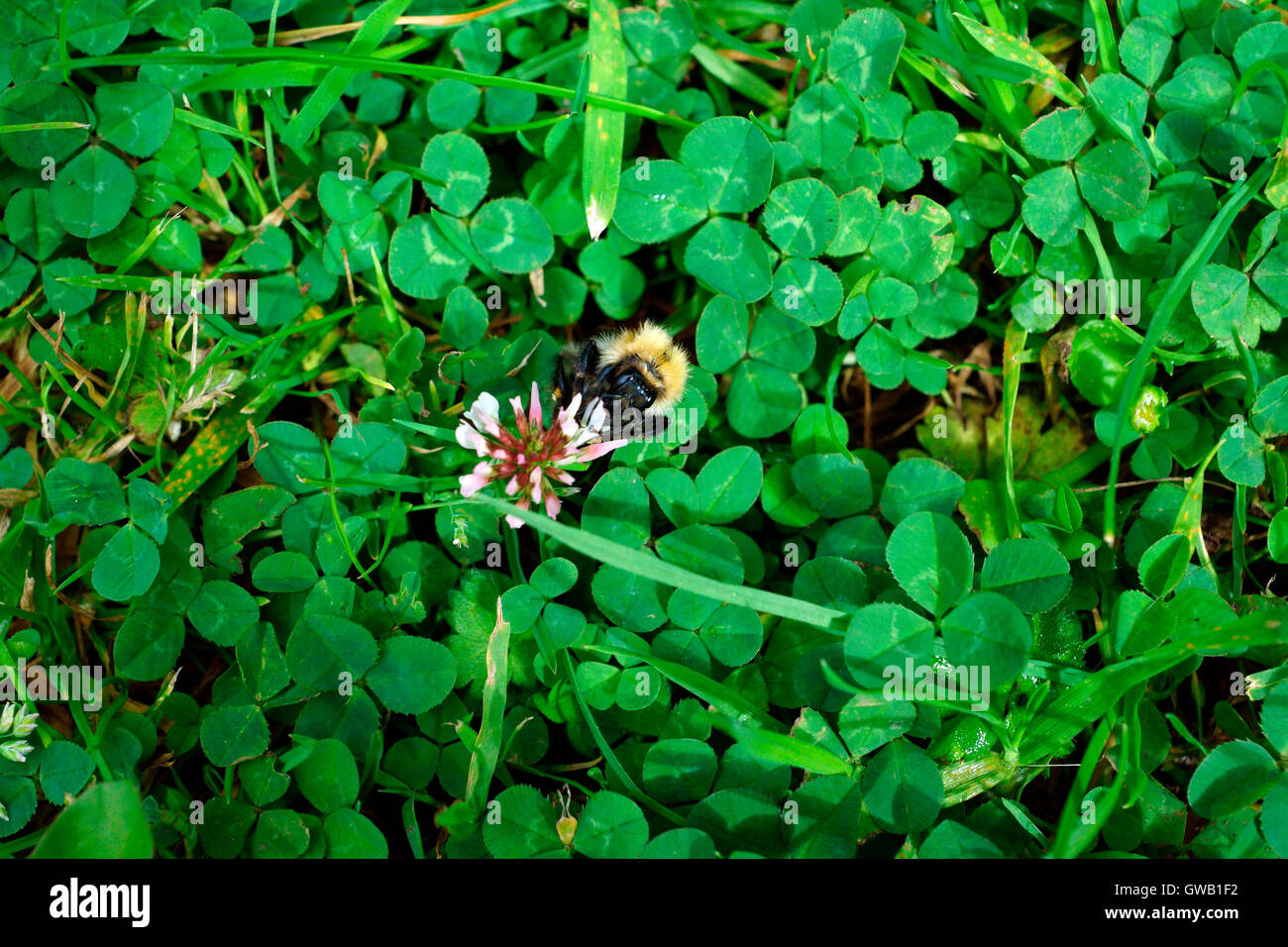 A BUMBLE BEE ON CLOVER Stock Photo - Alamy