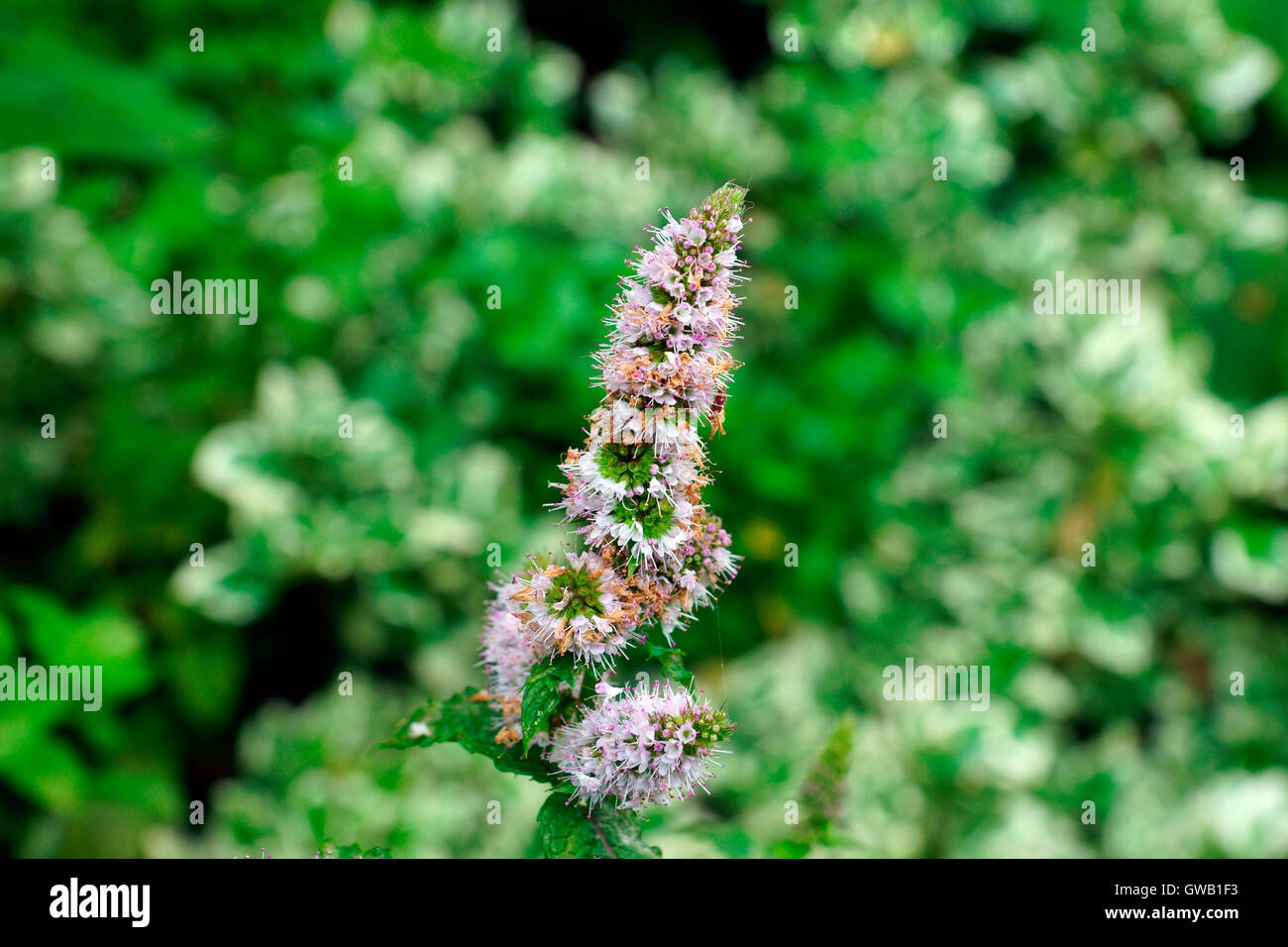 MINT IN FLOWER Stock Photo - Alamy