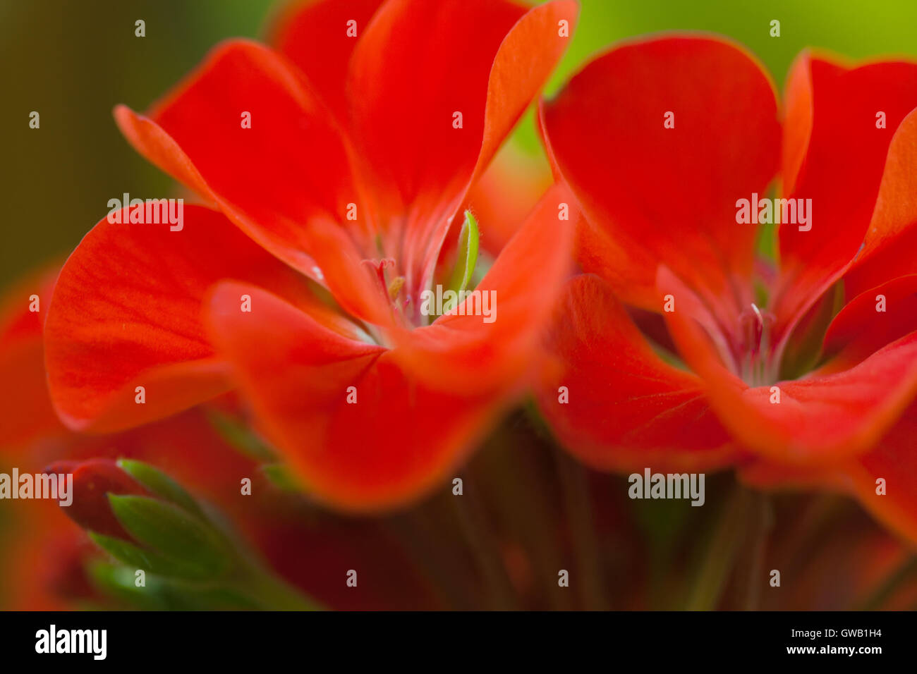 Flowers of red geranium closeup against blurred green background. Can ...