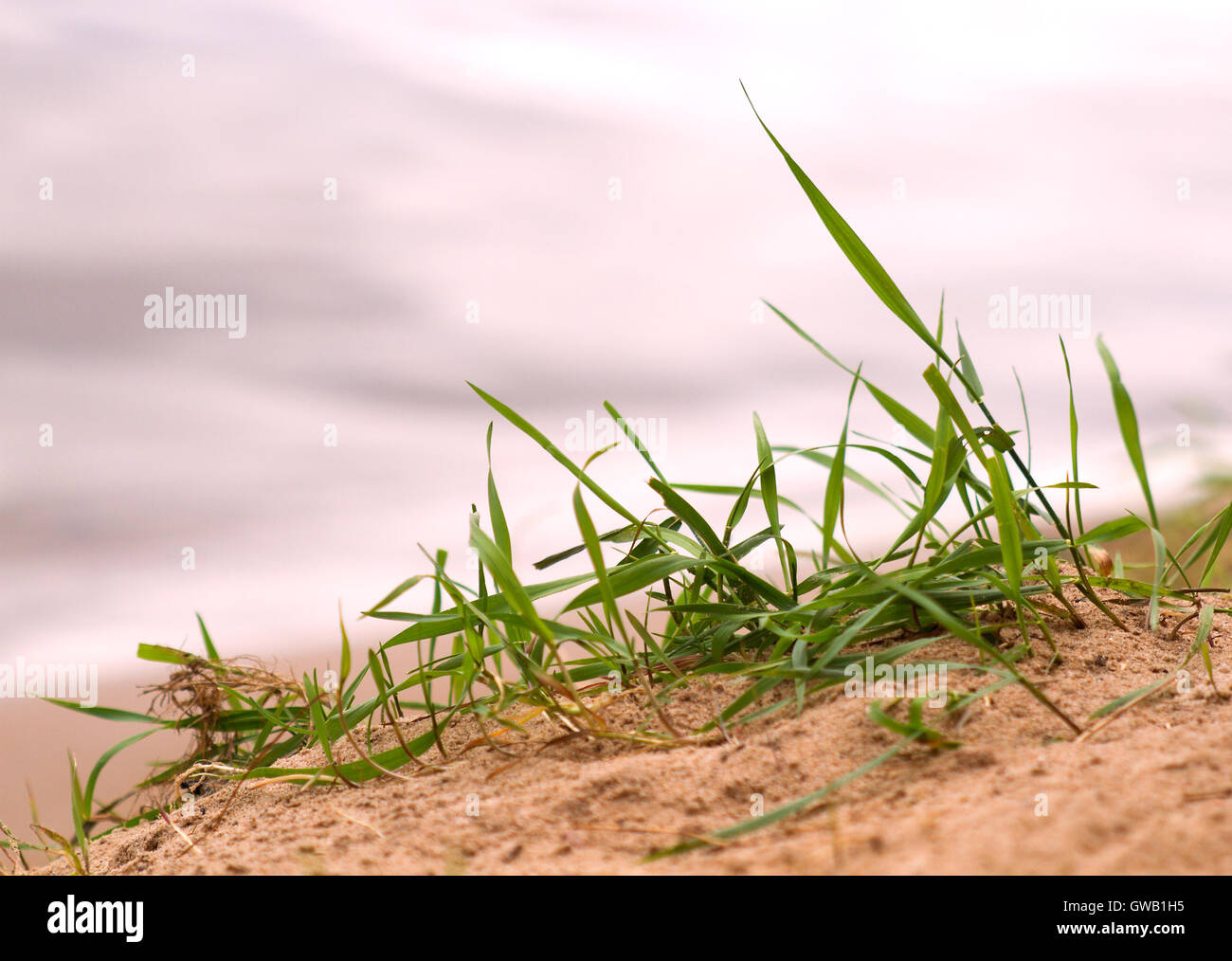 Abstract nature background: green grass growing on a sand beach with a ...