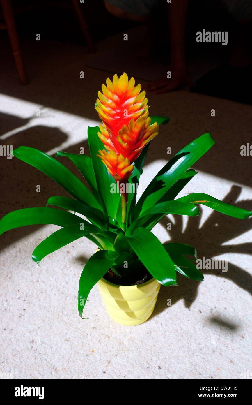 Vriesea genus hi-res stock photography and images - Alamy