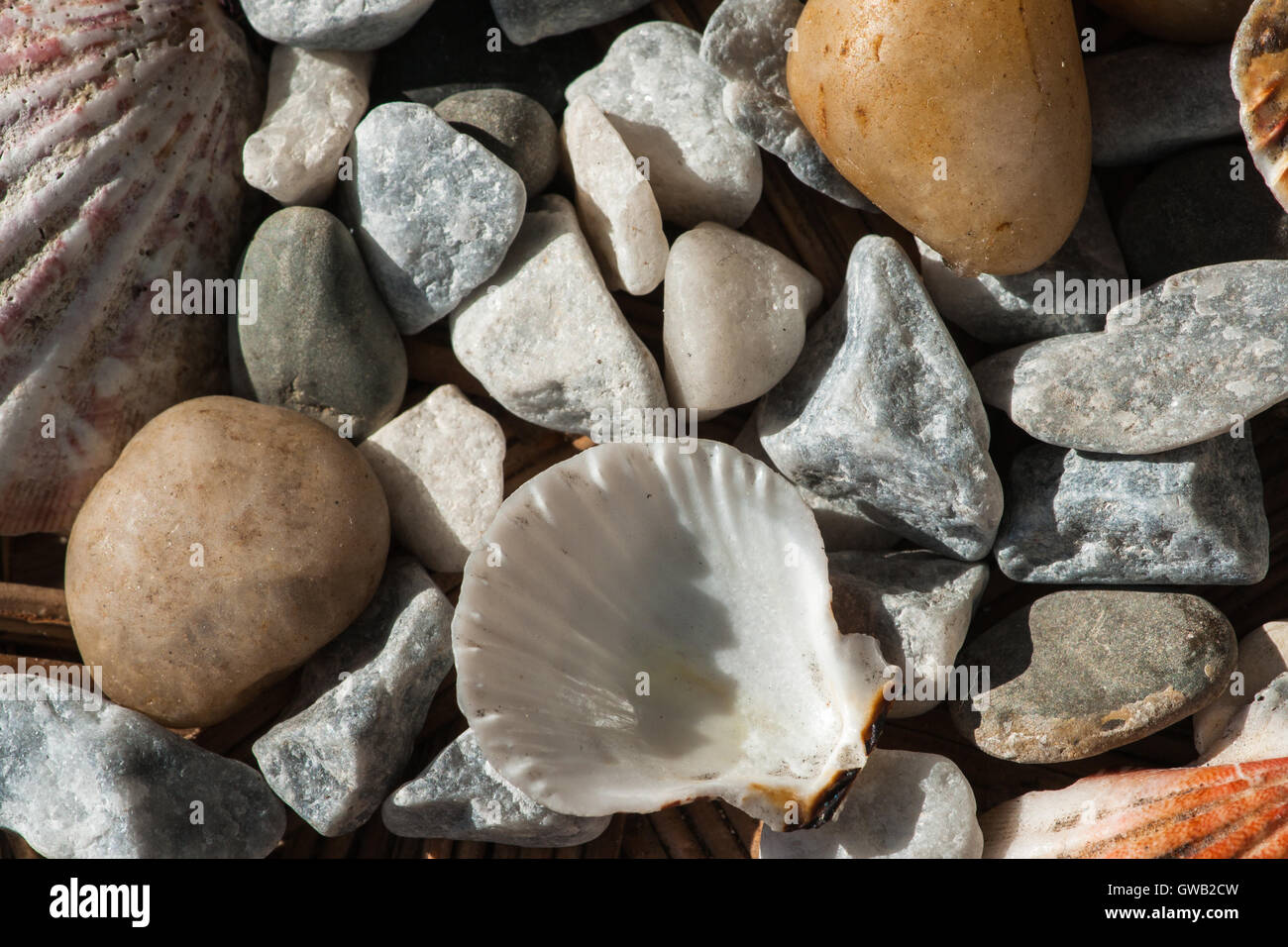 Marine shells hi-res stock photography and images - Alamy