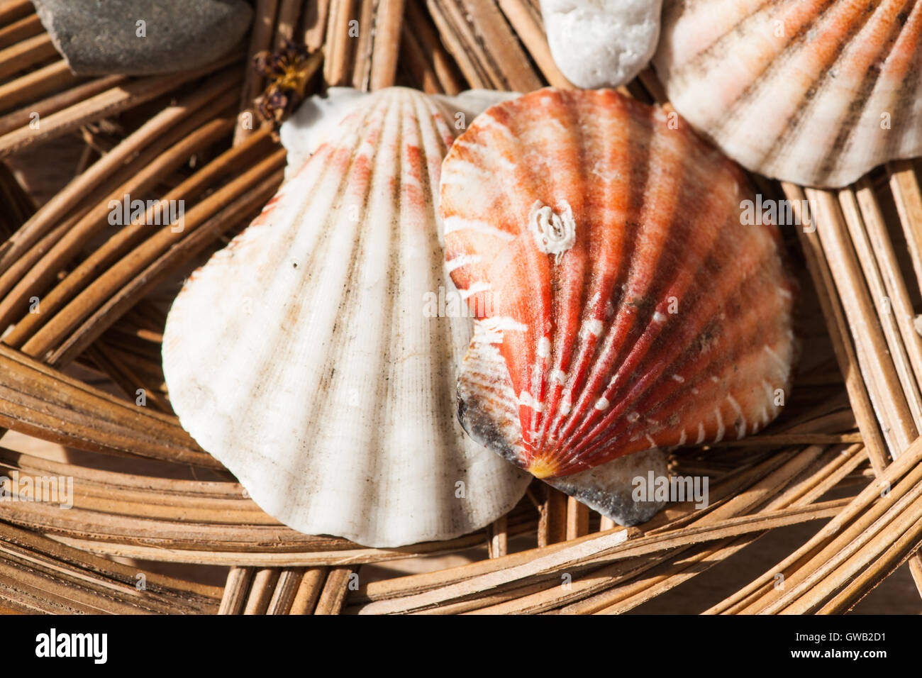 Marine shells hi-res stock photography and images - Alamy