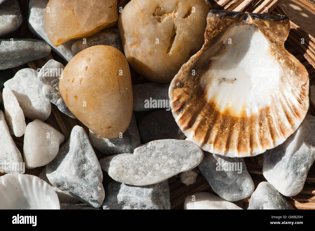 Marine shells hi-res stock photography and images - Alamy