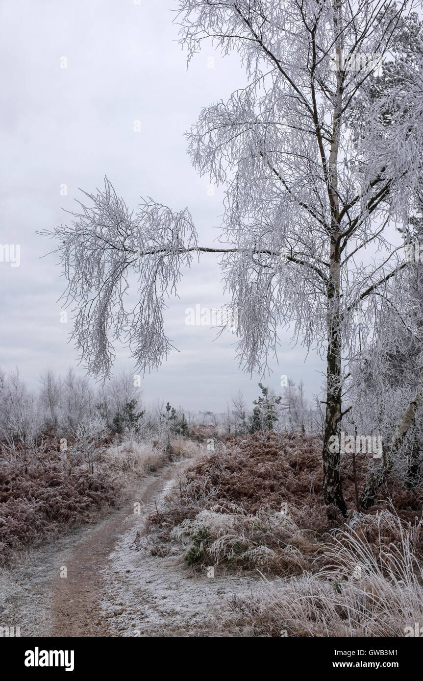 Heavy Frost on Grass & Trees -1 Stock Photo - Alamy