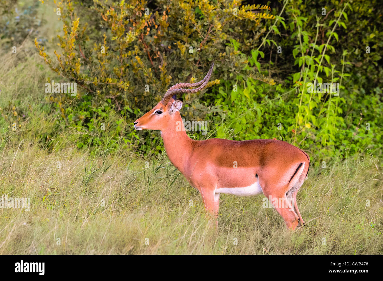 Impala at sunrise in Kruger National Park, the largest game reserve in ...