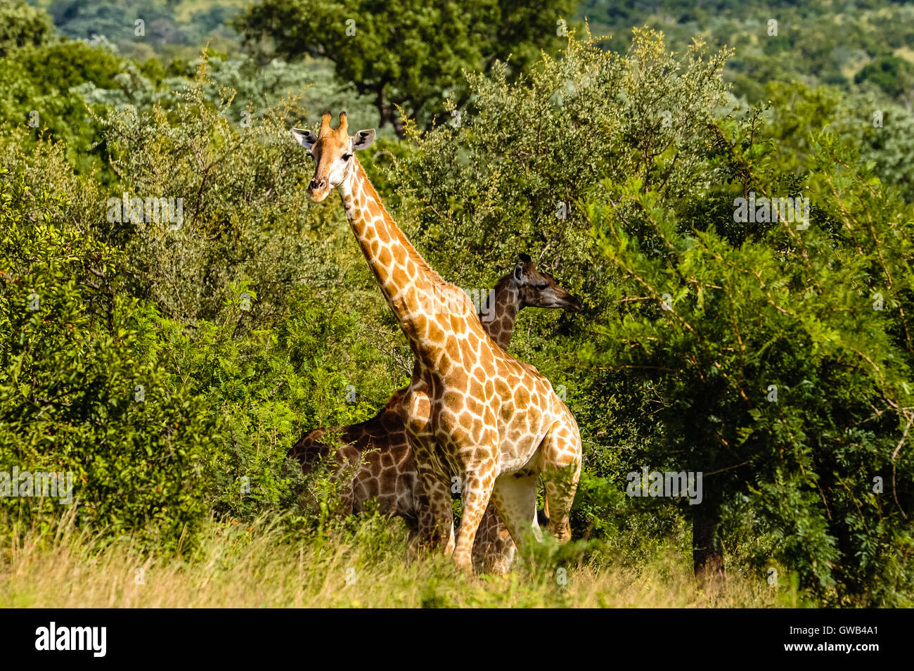 Kruger national park flora hi-res stock photography and images - Alamy
