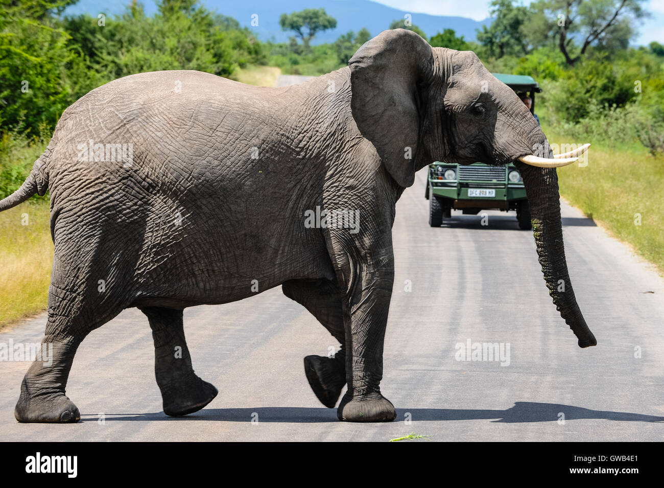 African Bush Elephant crossing the road. Kruger National Park, the ...