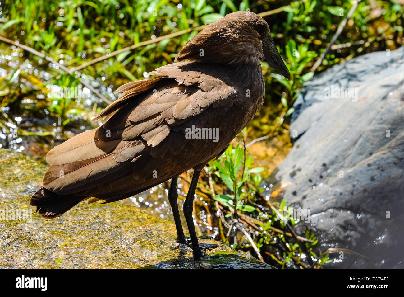 The Hamerkop is a medium-sized wading bird. Kruger National Park, the ...