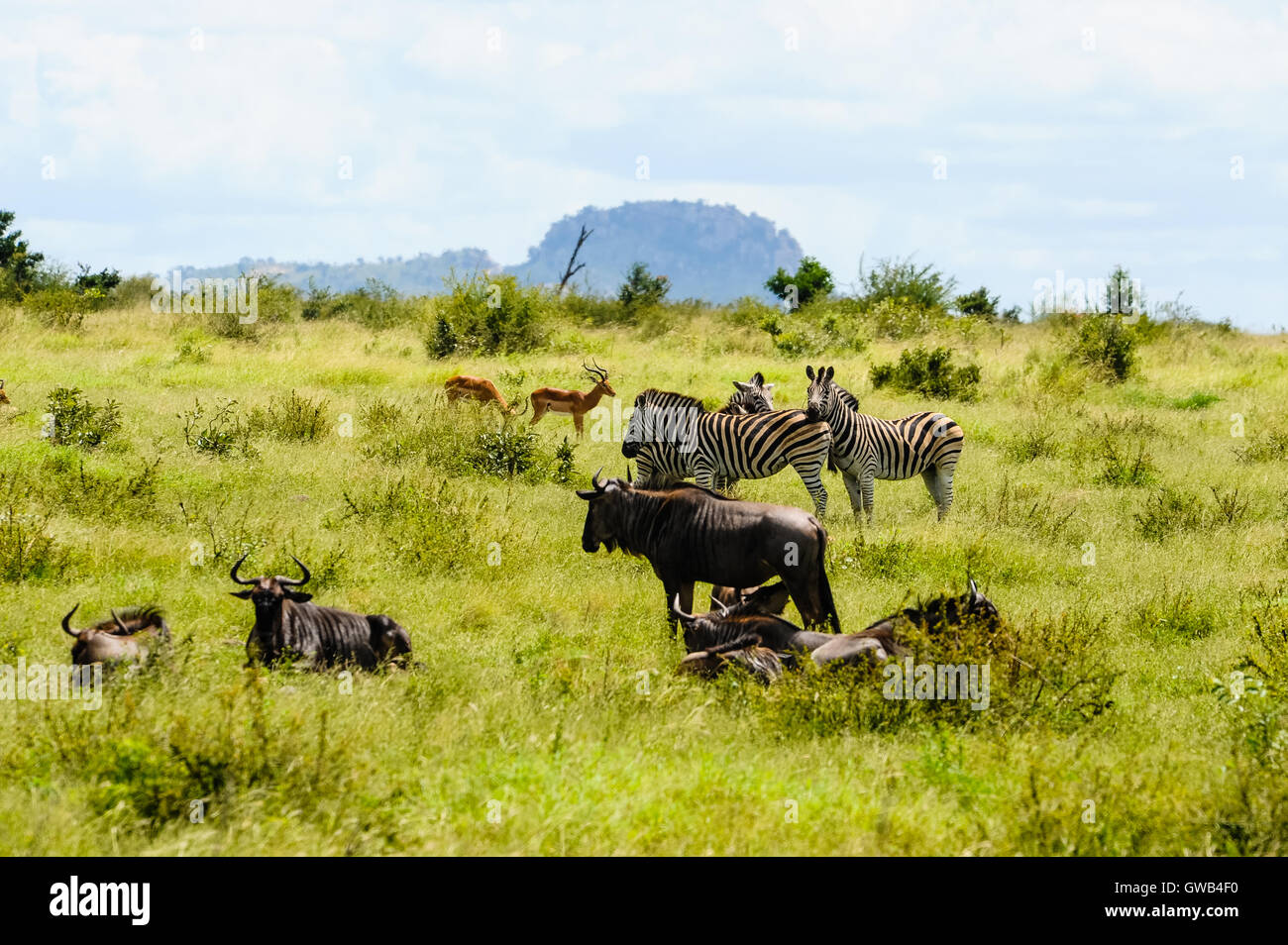 Zebra and impala hi-res stock photography and images - Alamy