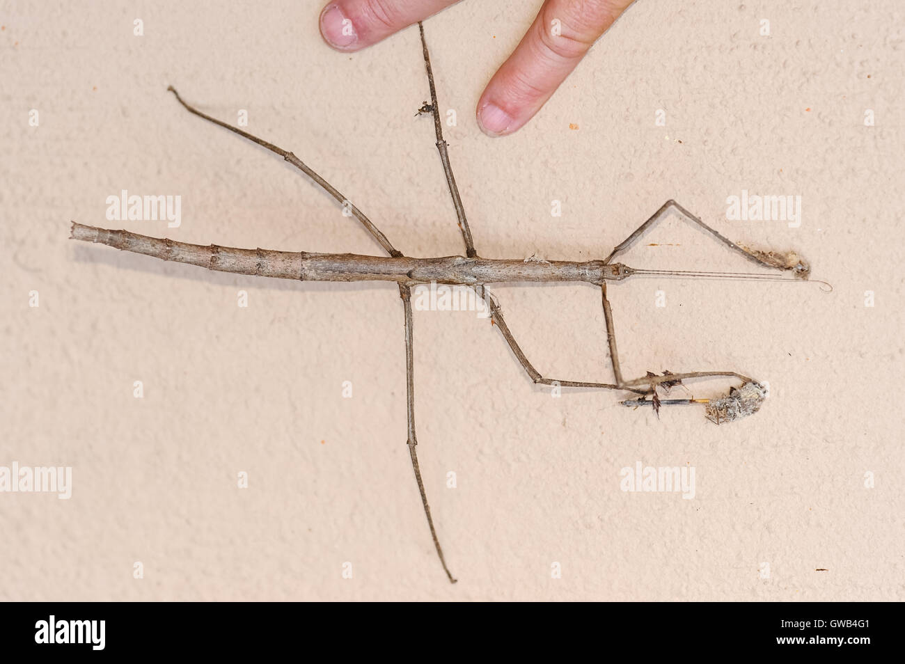Stick insect at Pestana Kruger Lodge, Kruger National Park, South ...