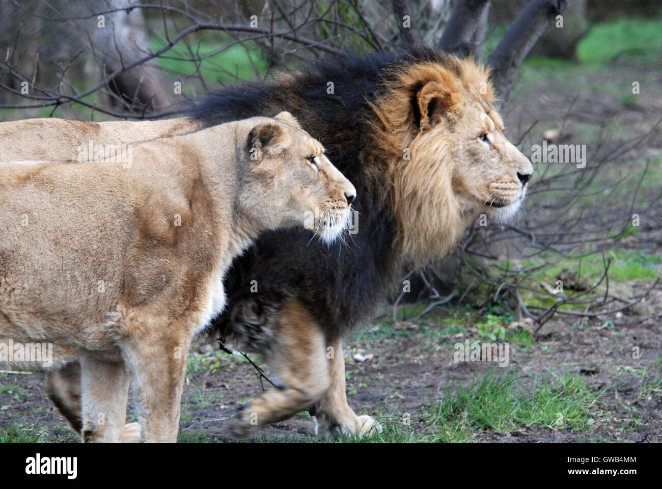 Lion at chester zoo hi-res stock photography and images - Alamy