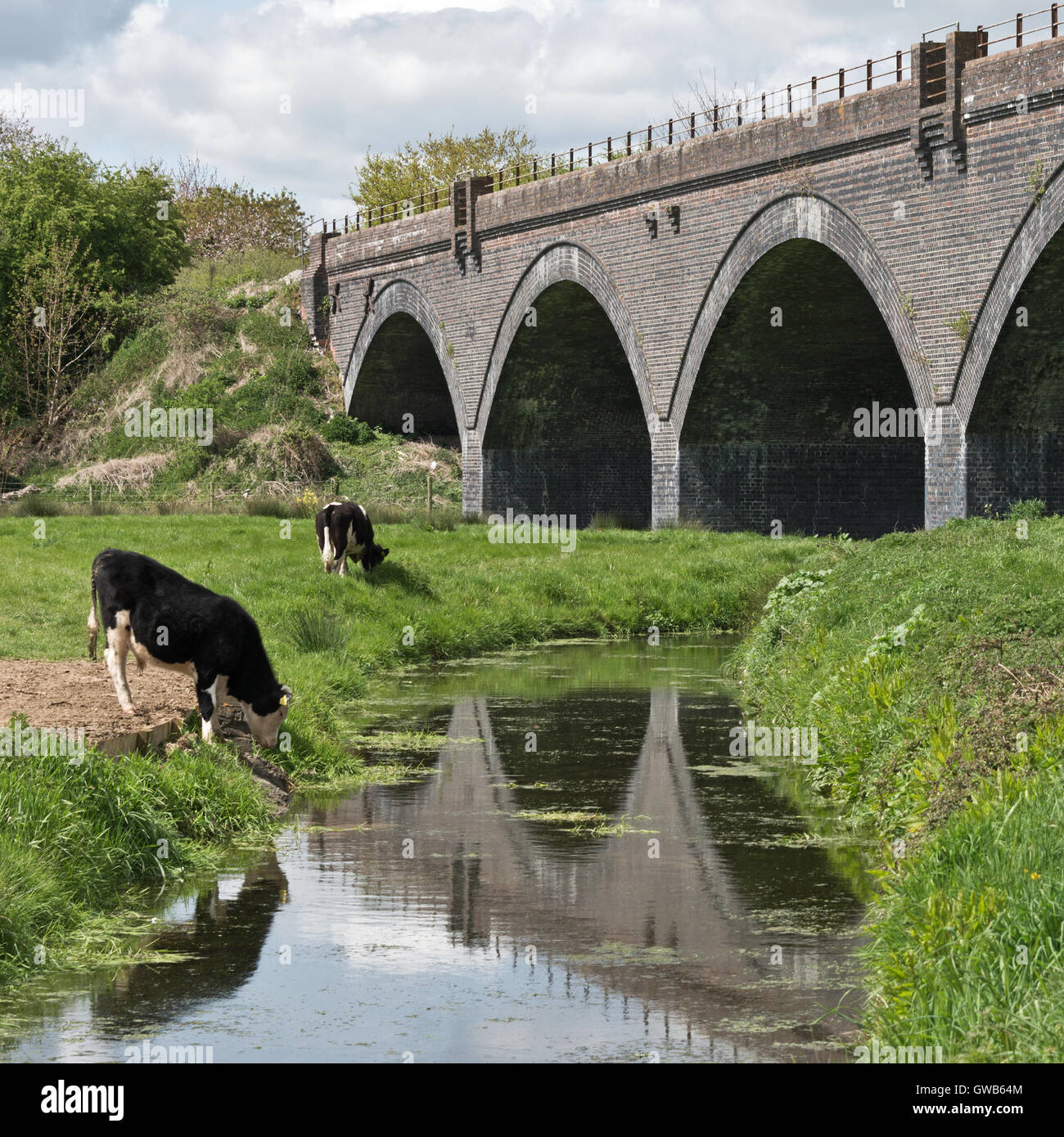 a cow drinking from a stream with a railway viaduct behind at Langport ...