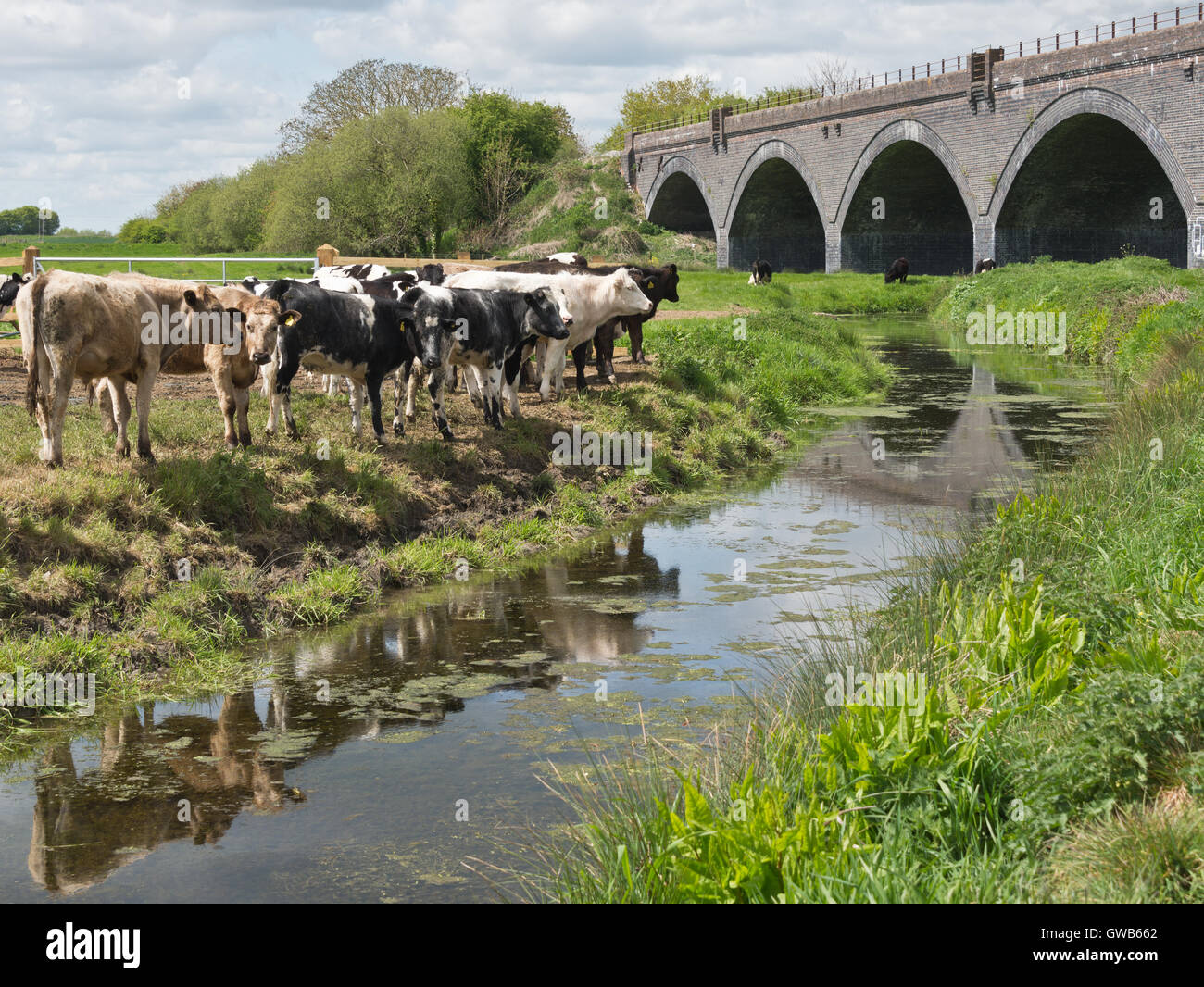 a small herd of cows standing next to a stream with a railway viaduct ...