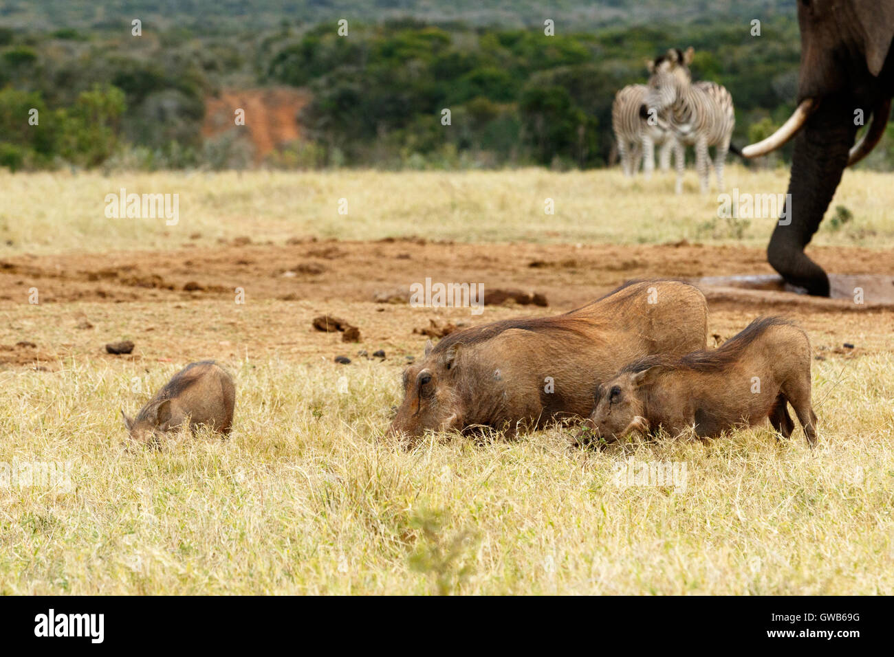 African bush pig hi-res stock photography and images - Alamy