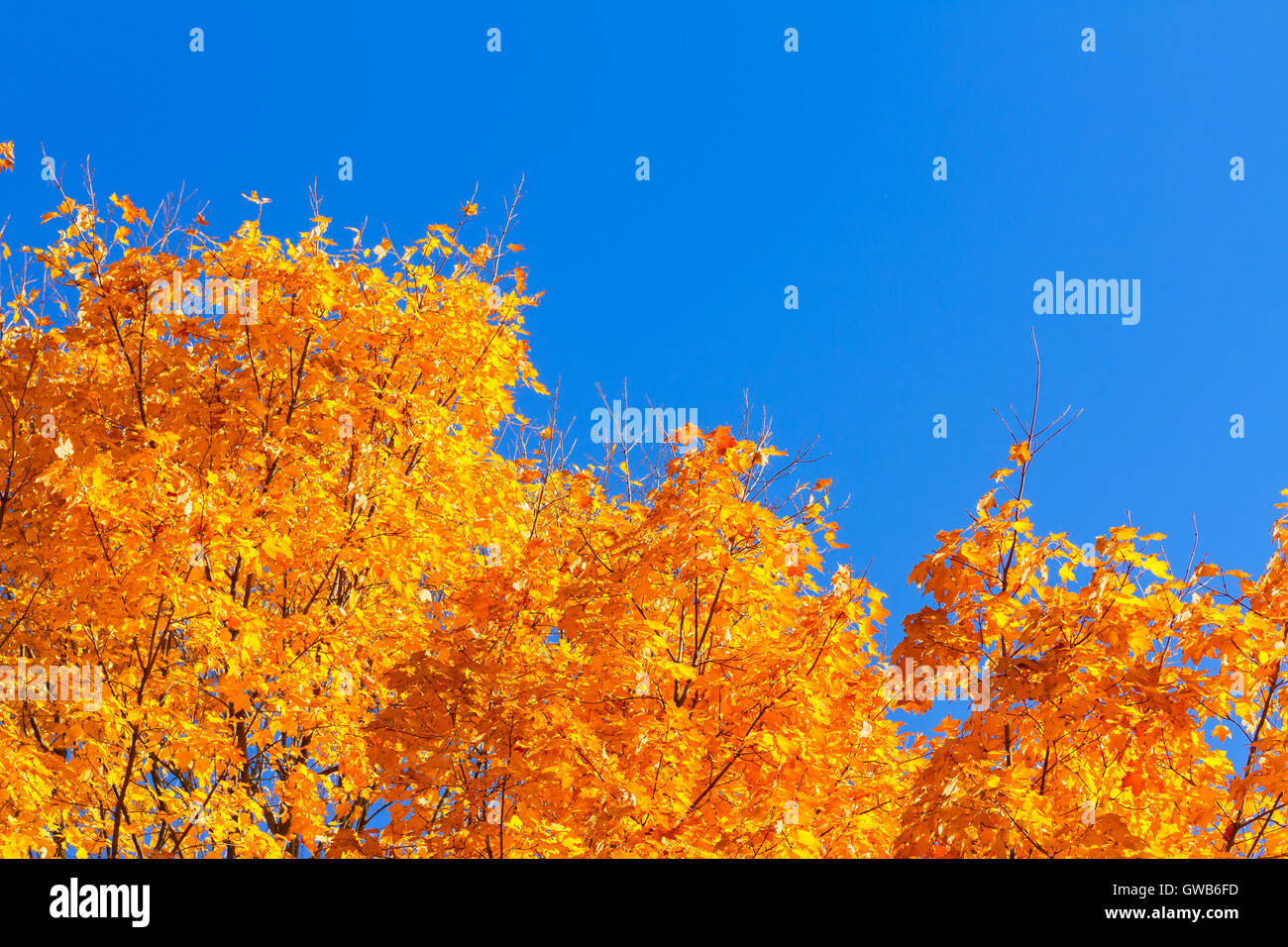 Vibrant fall foliage Stock Photo - Alamy