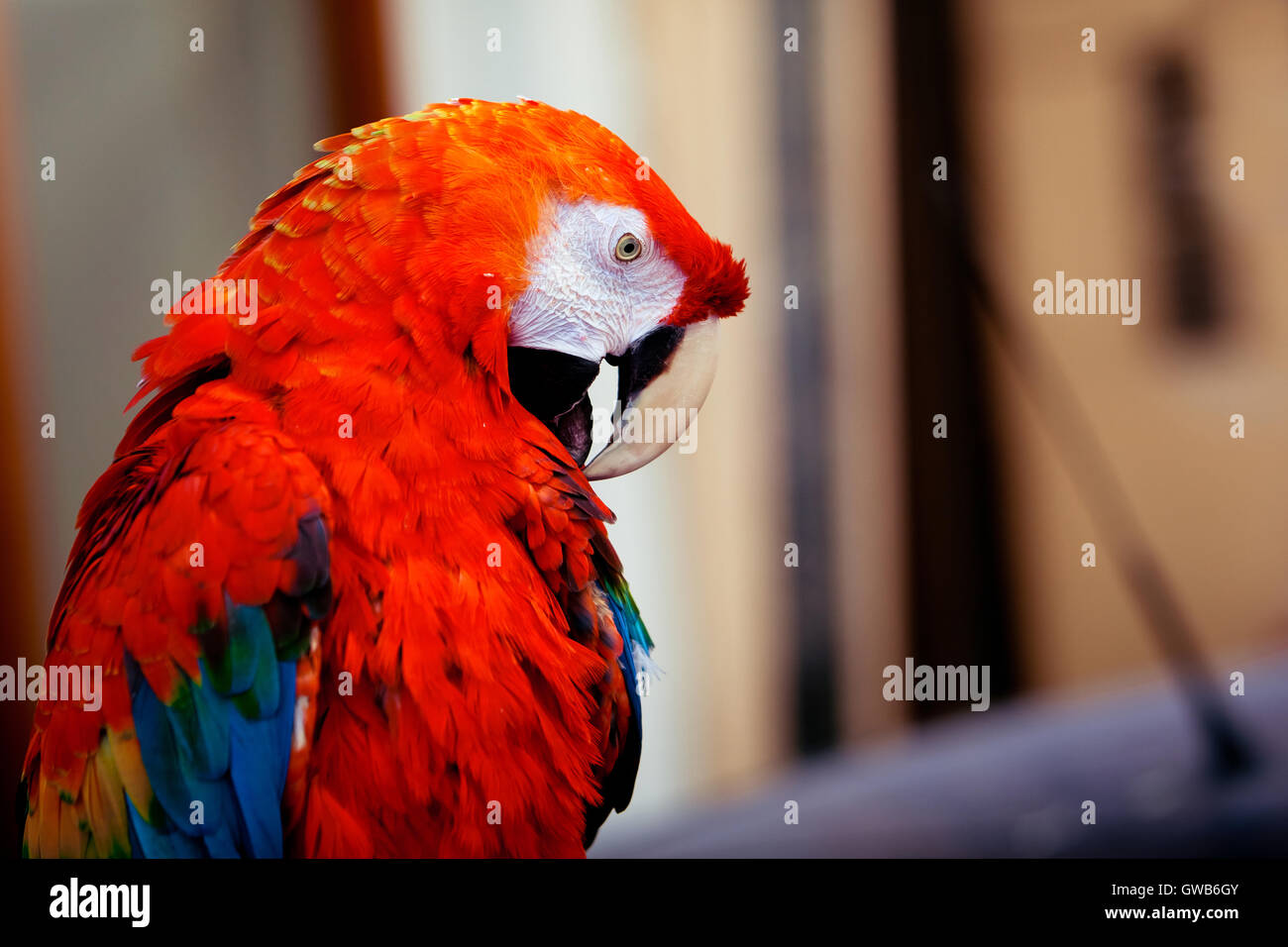 Yellow parrot red beak hi-res stock photography and images - Alamy