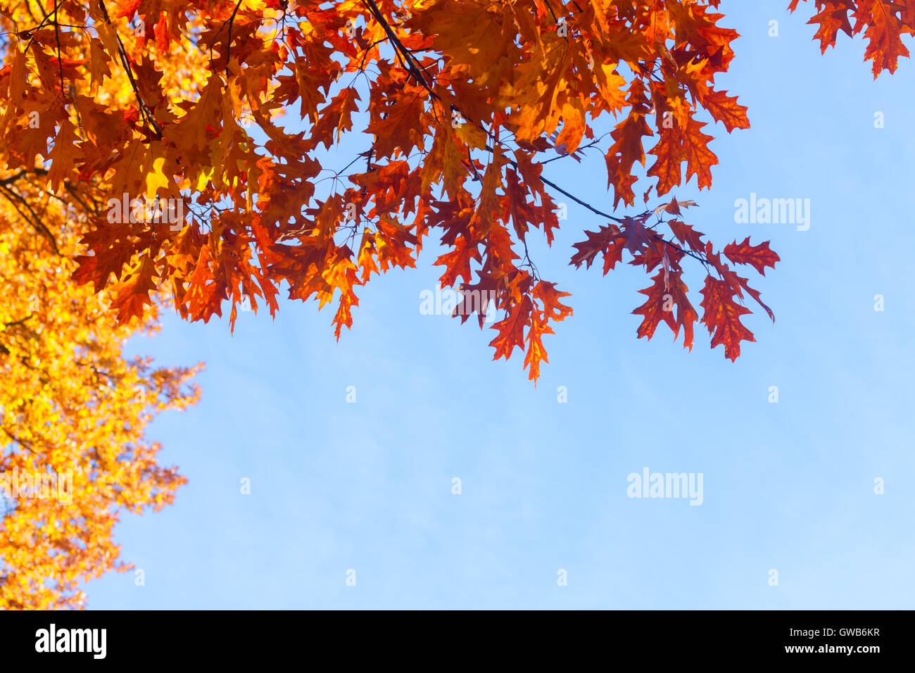 Vibrant fall foliage Stock Photo - Alamy