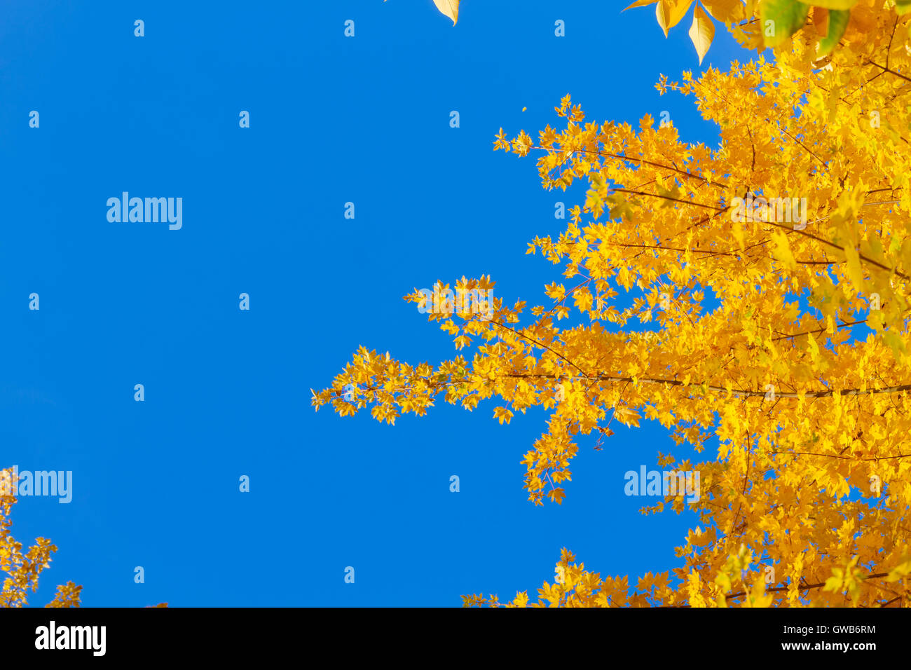 Vibrant fall foliage Stock Photo - Alamy