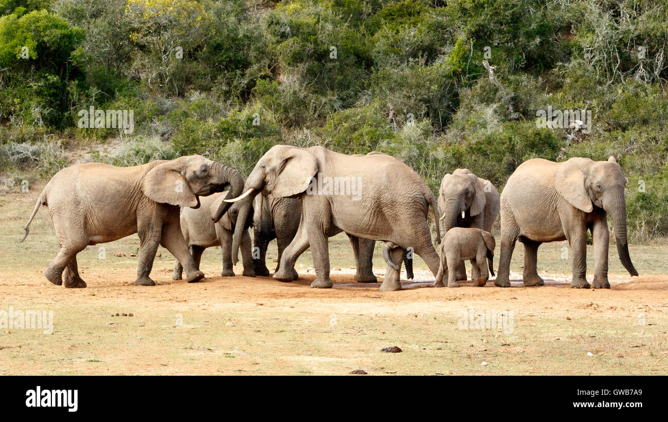 Mine is BIG and yours is - The African Bush Elephant - The African bush ...