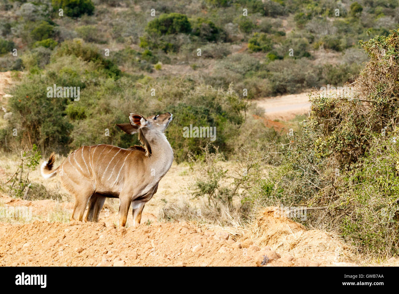 Female greater kudo hi-res stock photography and images - Alamy