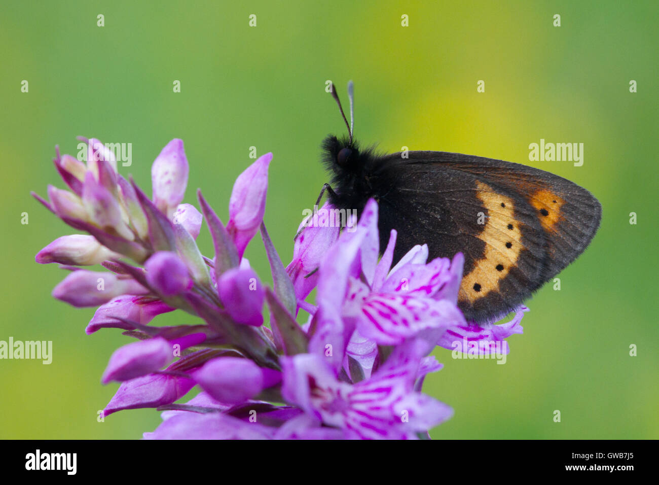 Erebia flavofasciata hi-res stock photography and images - Alamy