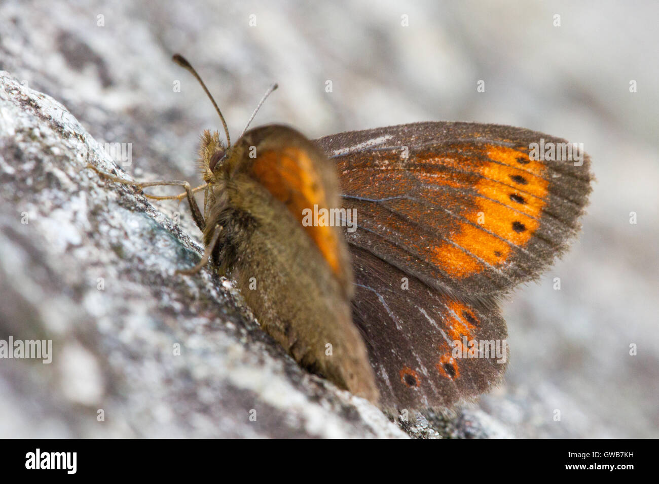 The rare Ratzer's ringlet (Erebia christi), a female waiting on a rock ...