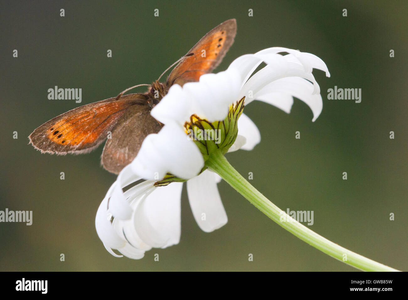 The rare Ratzer's ringlet (Erebia christi) on Leucanthemum sp., Italy ...