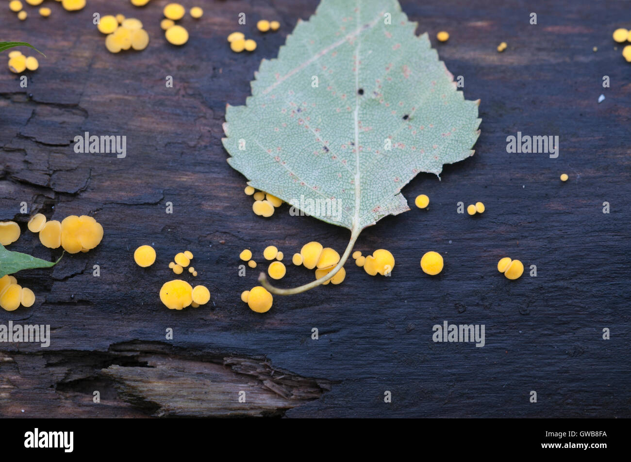Bisporella citrina [Calycella citrina], macro shot, local focus Stock ...