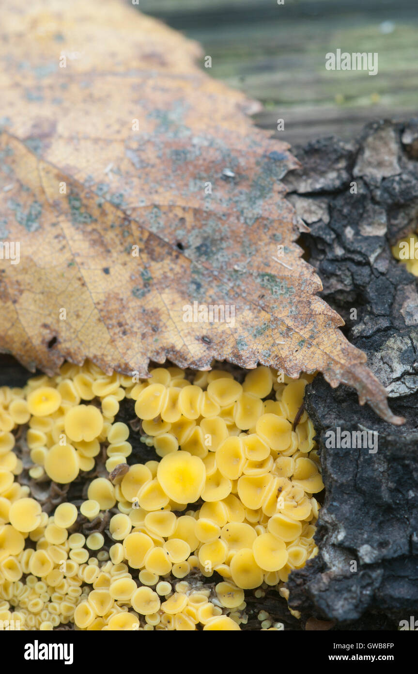 Calycella hi-res stock photography and images - Alamy
