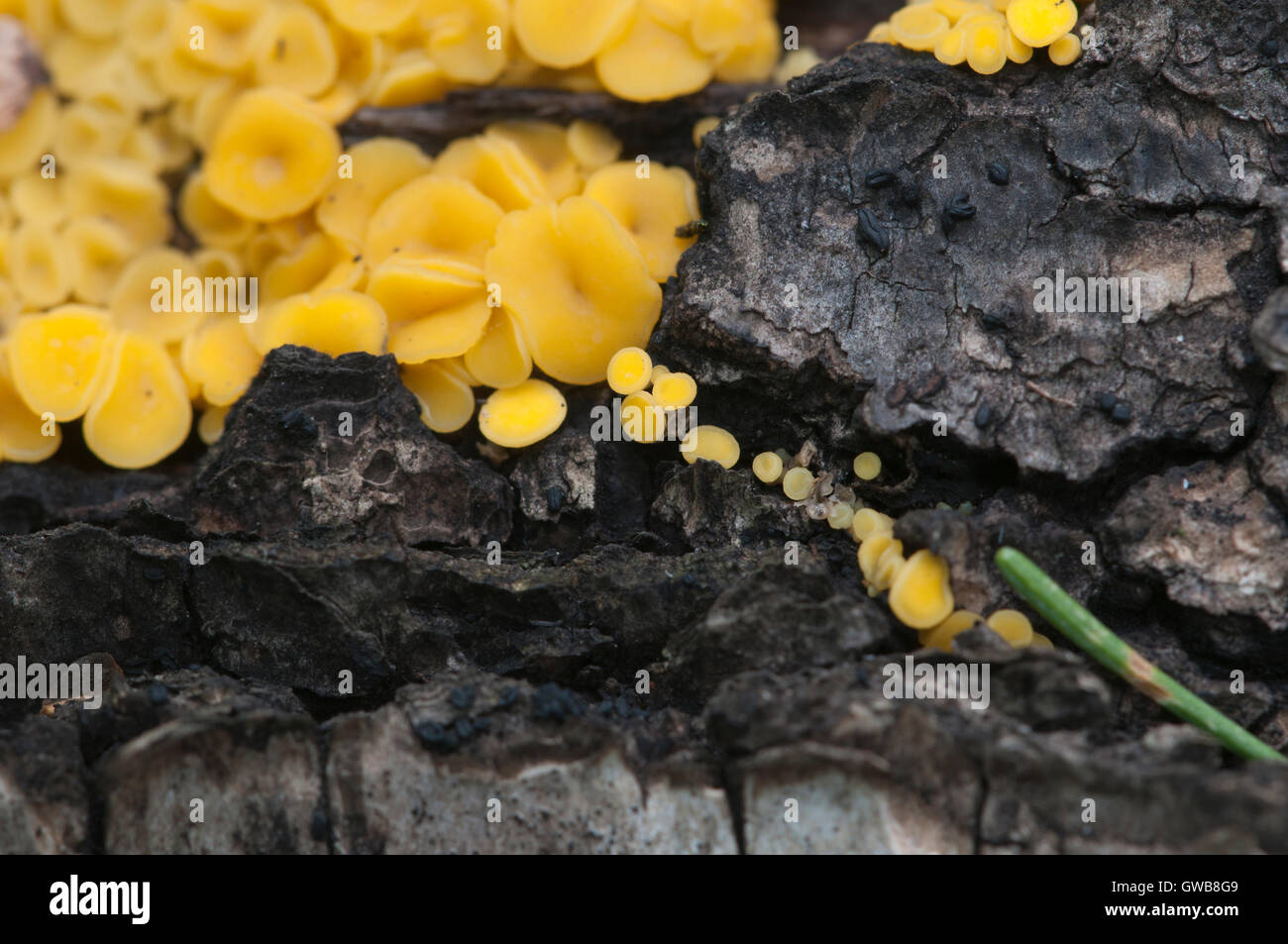 Bisporella citrina [Calycella citrina], macro shot, local focus Stock ...