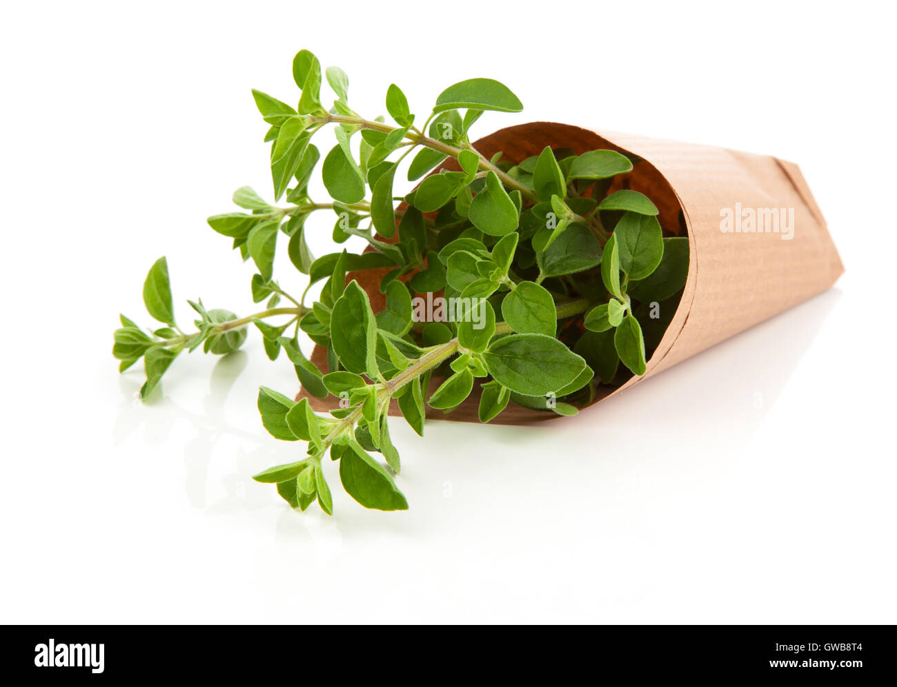 Oregano branch hi-res stock photography and images - Alamy