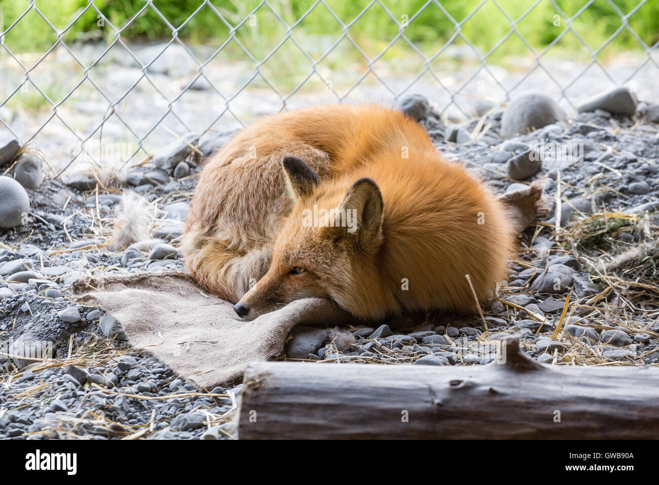 A young red fox sleeping in a cage Stock Photo - Alamy