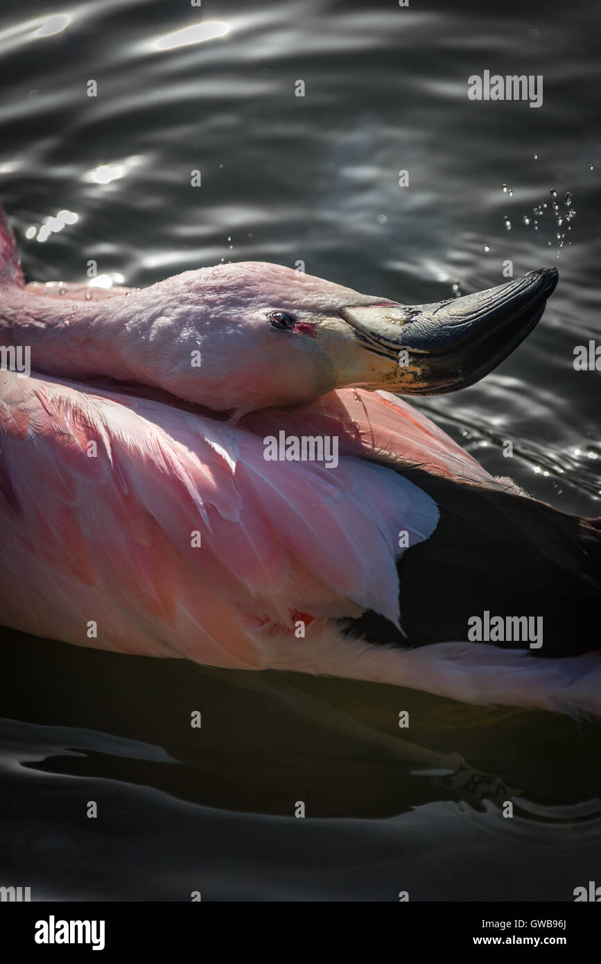 Flamingo Wash High Resolution Stock Photography and Images - Alamy