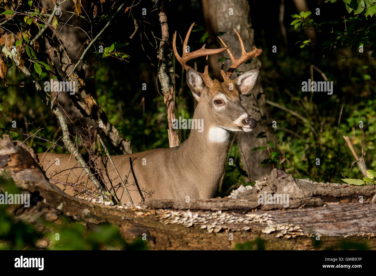 10 point buck hi-res stock photography and images - Alamy