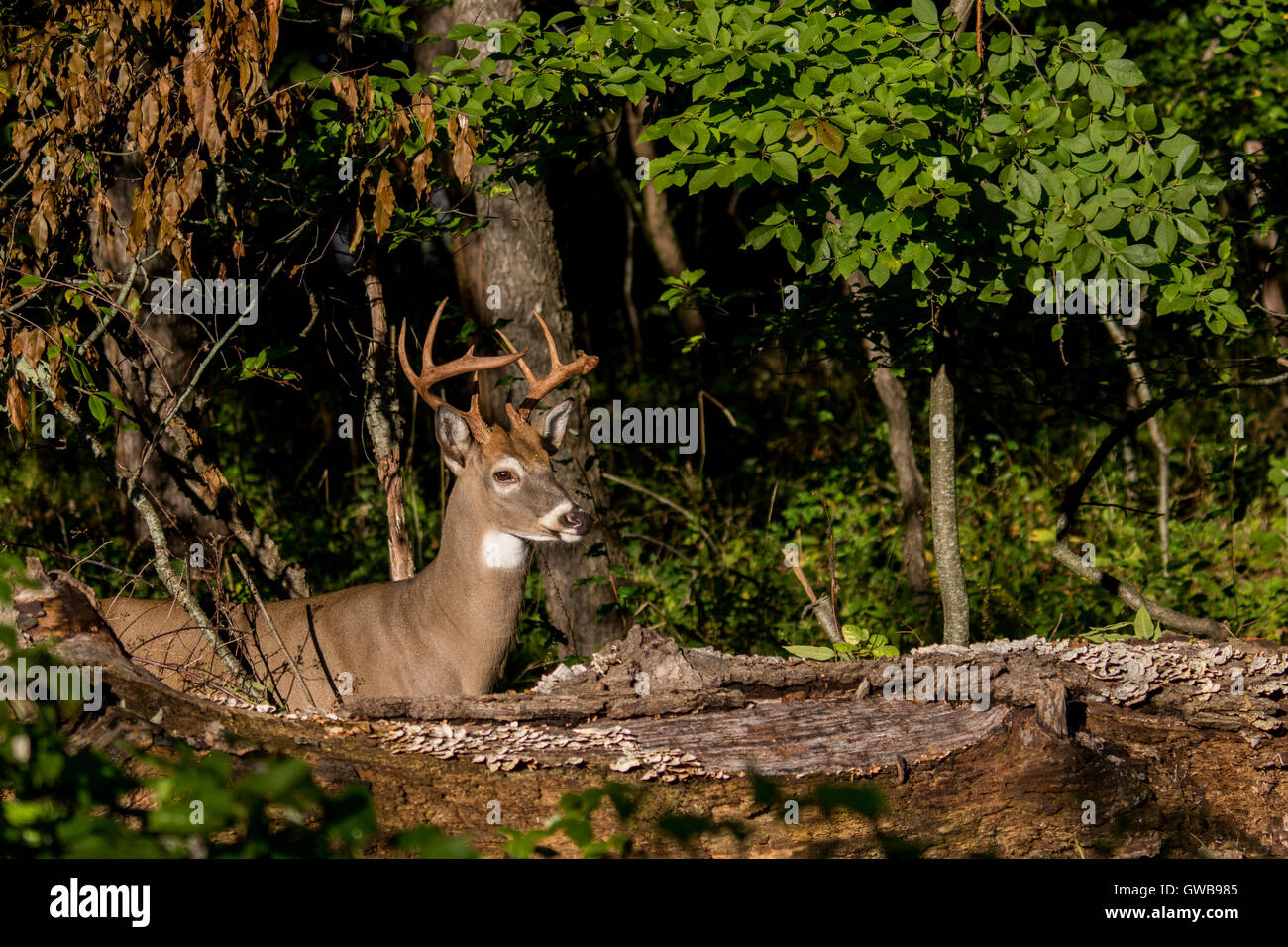 10 point buck hi-res stock photography and images - Alamy