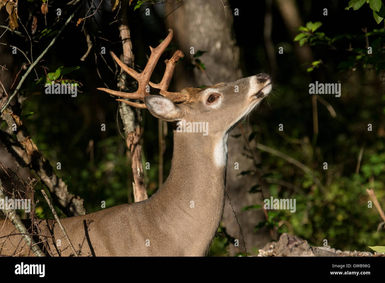 10 point buck hi-res stock photography and images - Alamy