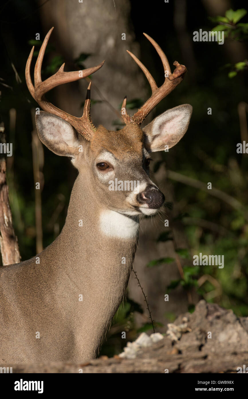 10 point white-tailed deer buck Stock Photo - Alamy