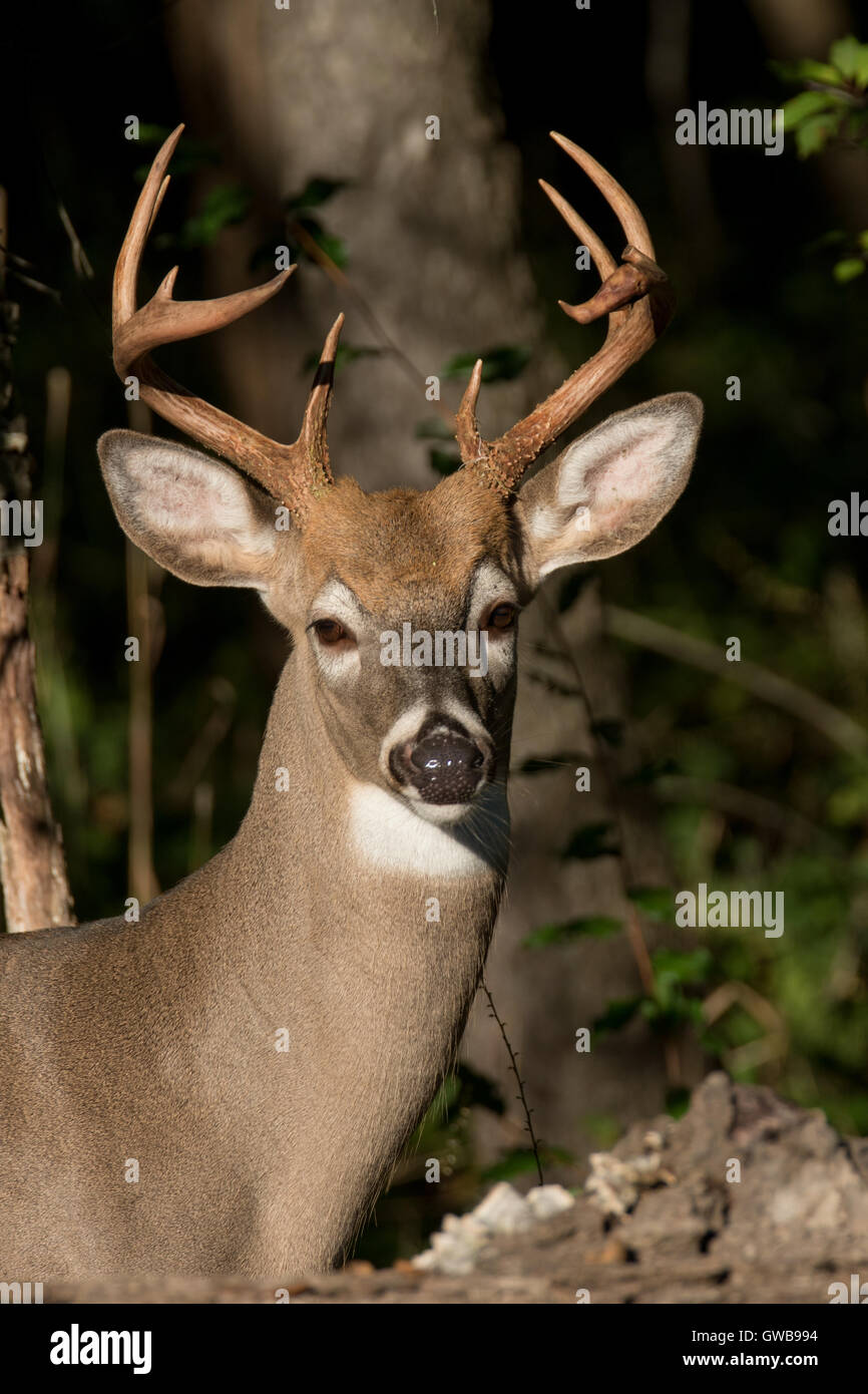 10 point white-tailed deer buck Stock Photo - Alamy