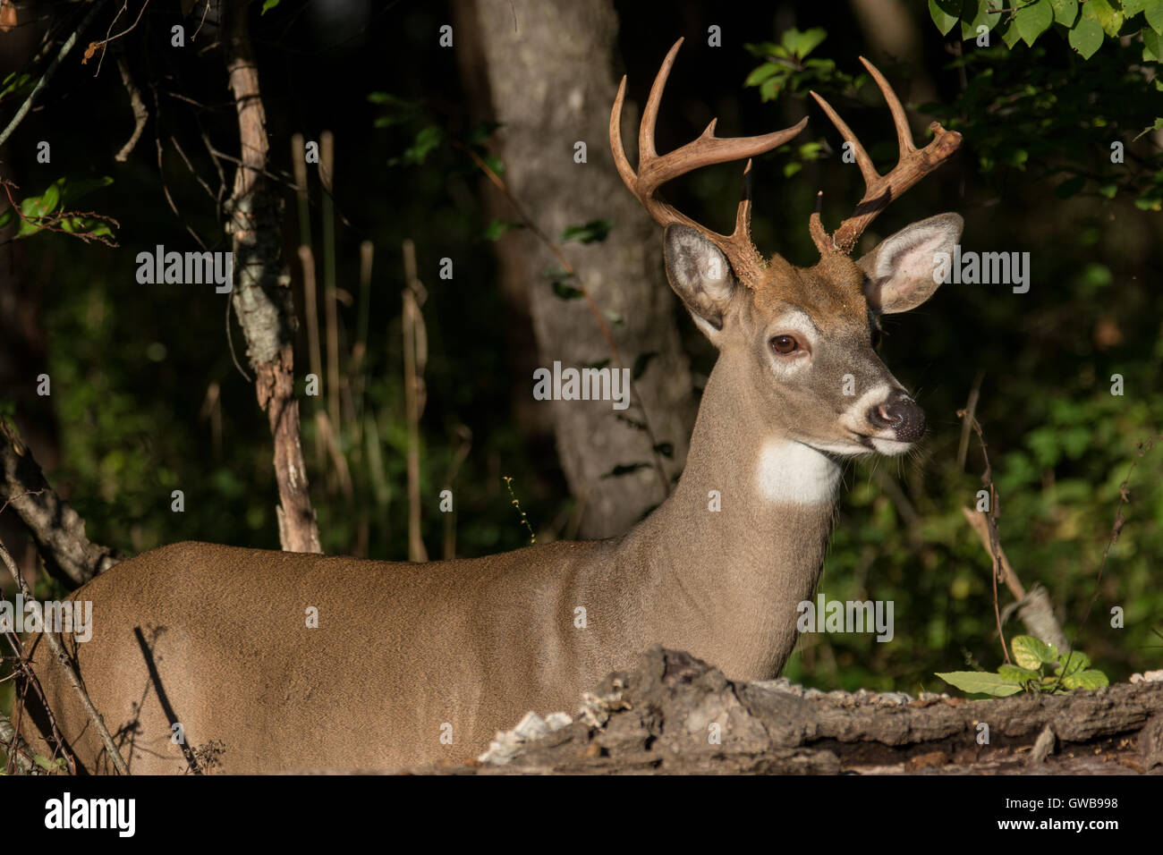 10 point buck hi-res stock photography and images - Alamy